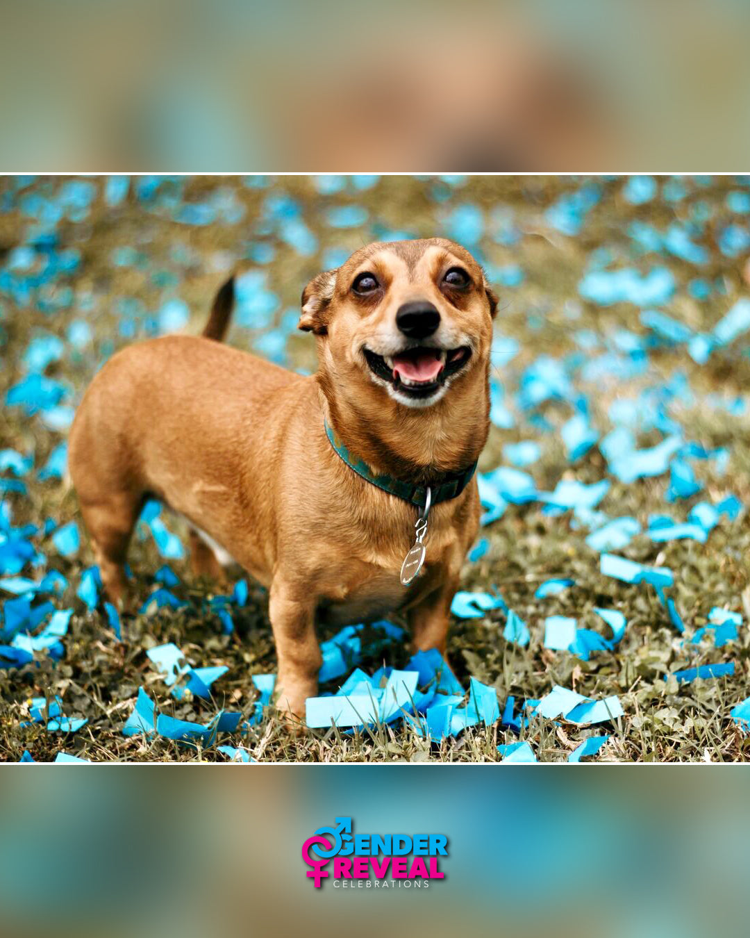 Dog Gender Reveals | Gender Reveal Celebrations